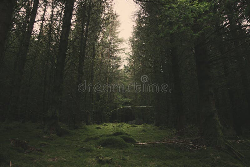 Clearing stock image. Image of green, light, coming - 114136803