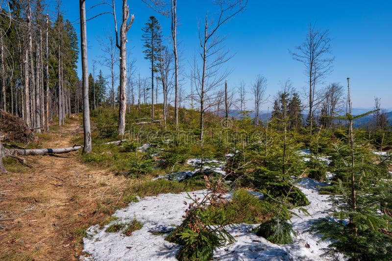 Clearing in the Forest in the Mountains with Fallen Trees Stock Image ...