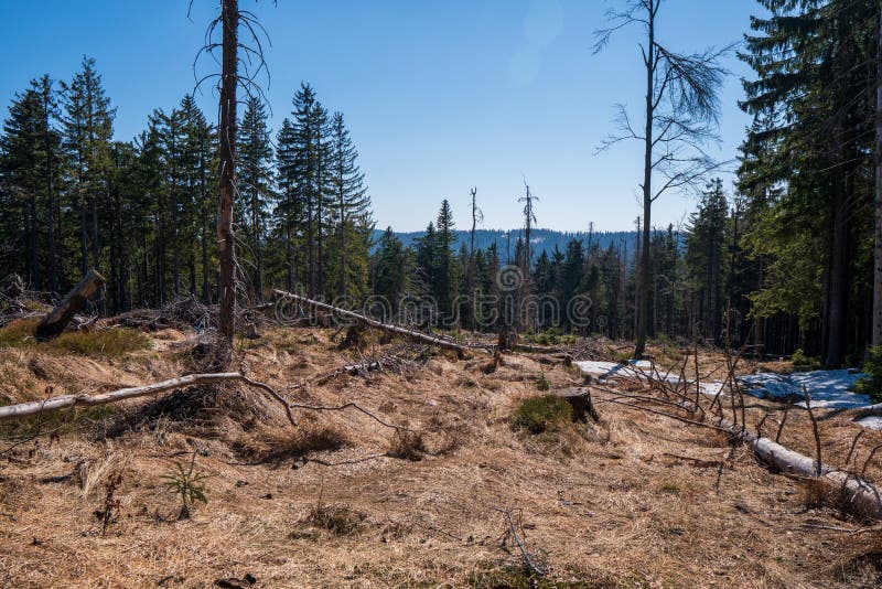 Clearing in the Forest in the Mountains with Fallen Trees Stock Image ...