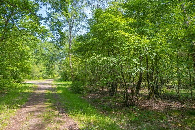 Path in a Forest in Sunlight in Spring Stock Photo - Image of crown ...