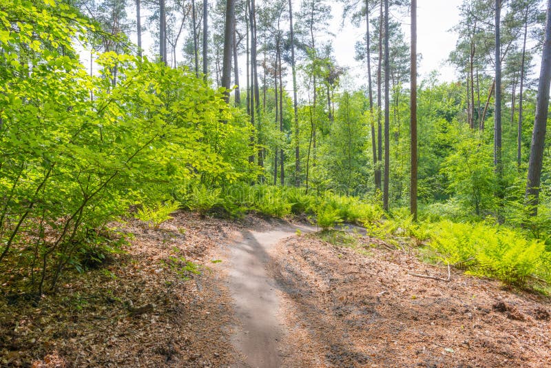 Path in a Forest in Sunlight in Spring Stock Photo - Image of leaves ...