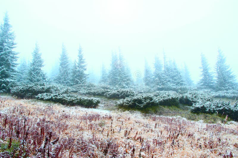 Clearing in the Forest with Fir-trees after the First Snow in the Year ...