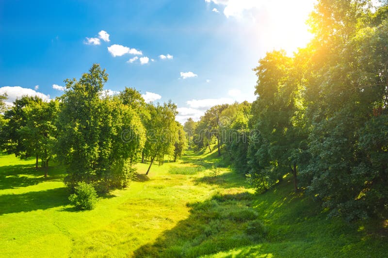 Sunny Clearing In The Forest On A Summer Day With Shadows Stock Image ...