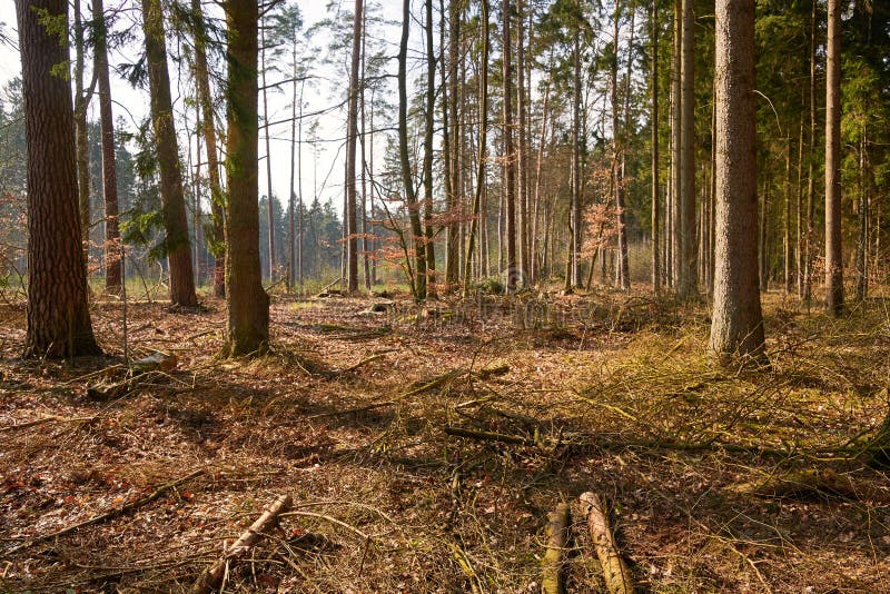 Clearing in Forest with Tree Trunks Stock Image - Image of tree ...