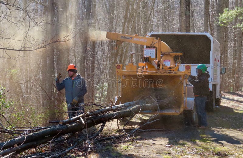 Clearing the Forest editorial stock image. Image of carolina - 142979734