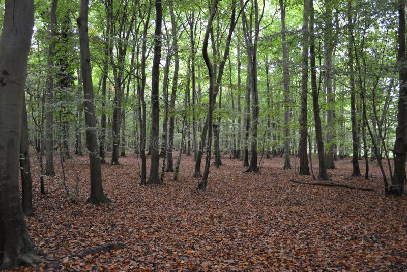 Fall Clearing - Brush And A Pile Of Leaves Stock Photo - Image of care ...