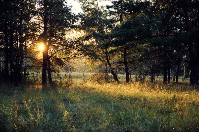 Clearing in Pine Forest is Illuminated by Sun Rays at Sunset Stock ...