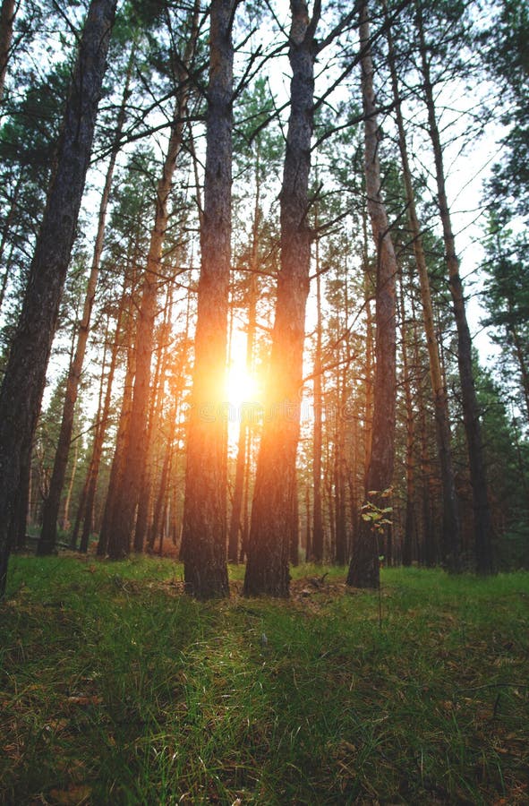 Clearing in Pine Forest is Illuminated by Sun Rays at Sunset Stock ...