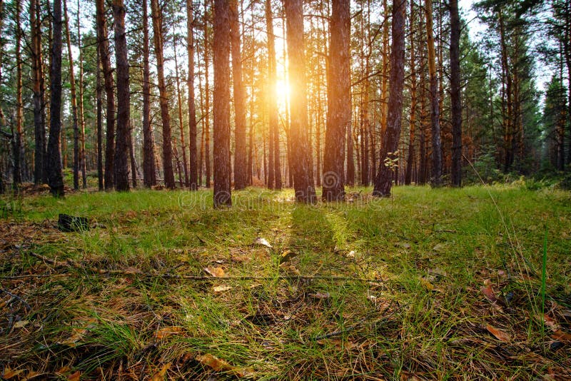 Clearing in Pine Forest is Illuminated by Sun Rays at Sunset Stock ...