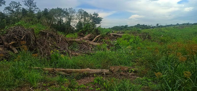 A Clearing in Progress, with Fallen Branches and Logs Dispersed Across ...