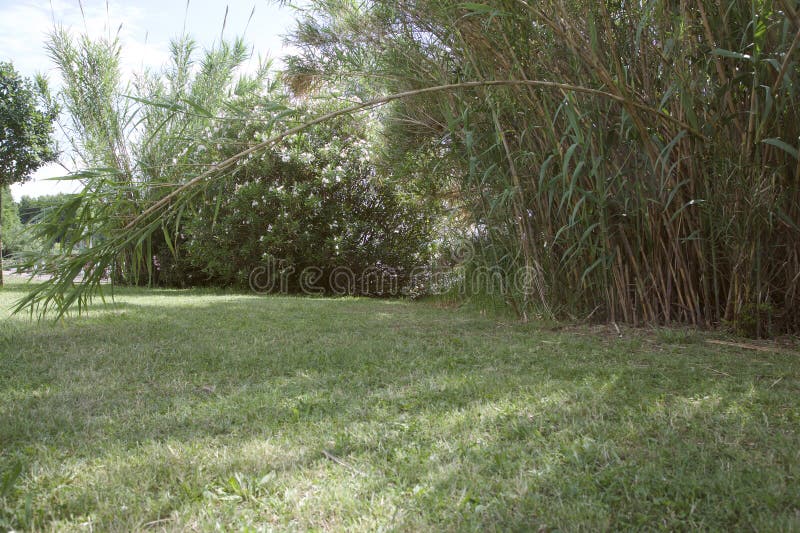 Clearing by the rivershore stock image. Image of outdoor - 350268003