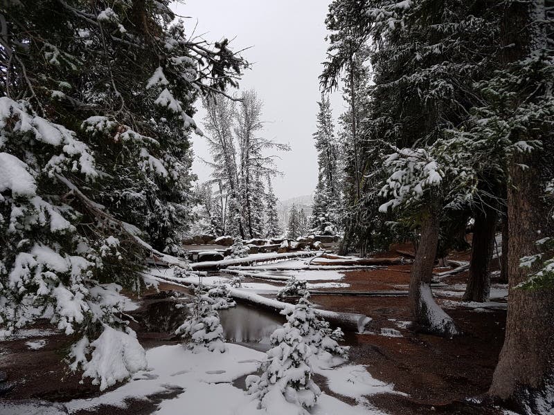 Clearing in a Snow Covered Forrest Stock Image - Image of covered ...