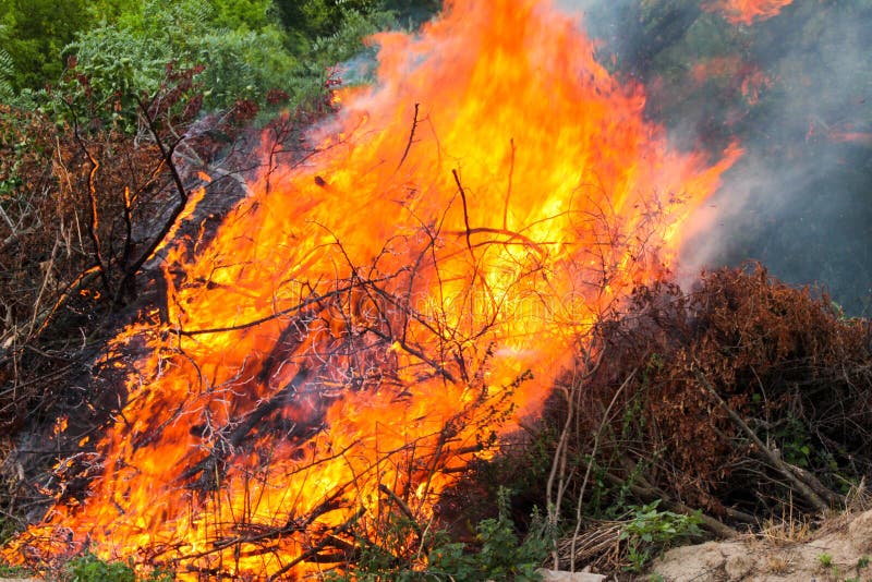 Clearing the Territory Burning Brushwood of Tree Branches Stock Image ...