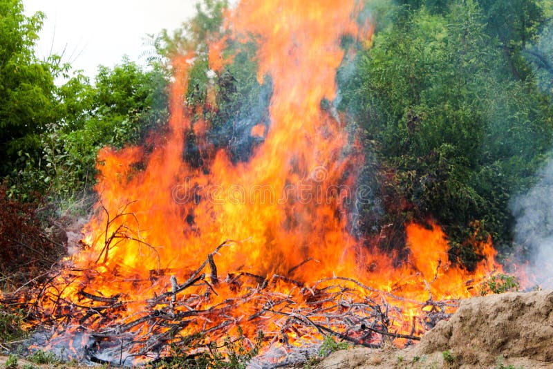 Clearing the Territory Burning Brushwood of Tree Branches Stock Image ...