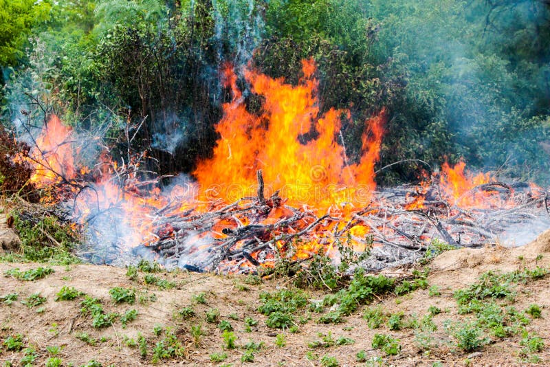 Clearing the Territory Burning Brushwood of Tree Branches Stock Image ...