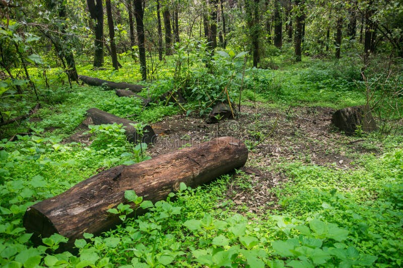 The Clearing stock image. Image of branch, natural, sonyalpha - 83513565