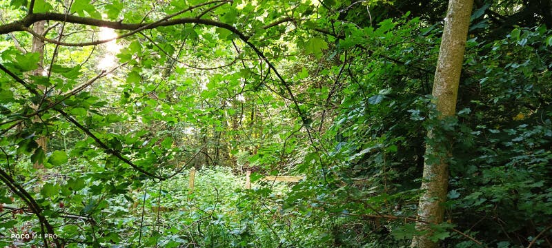 A clearing in the woods stock image. Image of forest - 275870769