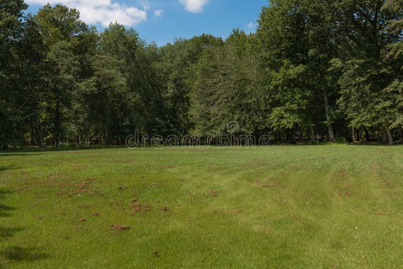 Aerial View of a Path through a Clearing in the Woods Stock Photo ...