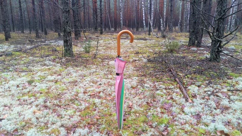 In a Clearing in the Forest among the Trees, a Brightly Colored ...