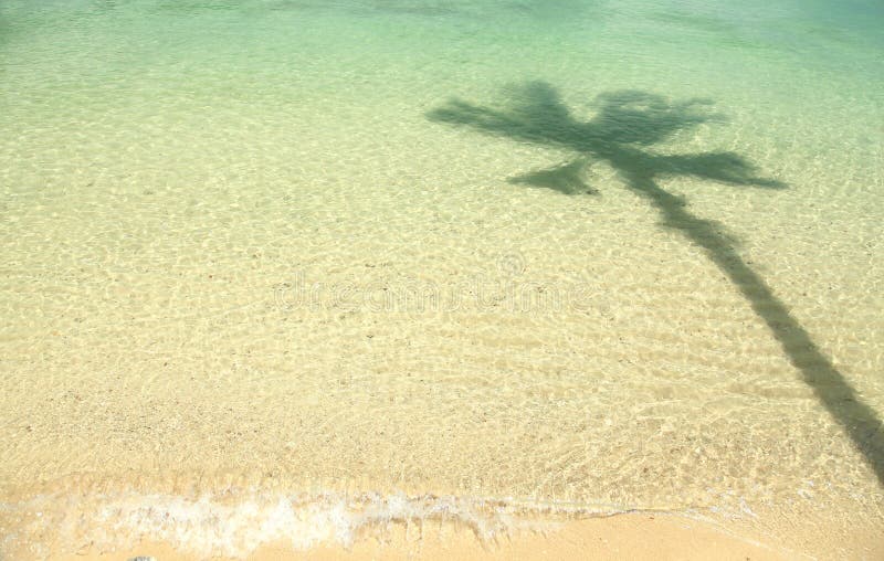 Clearly Sea Water with the Shadow of Coconut Tree Stock Photo - Image ...