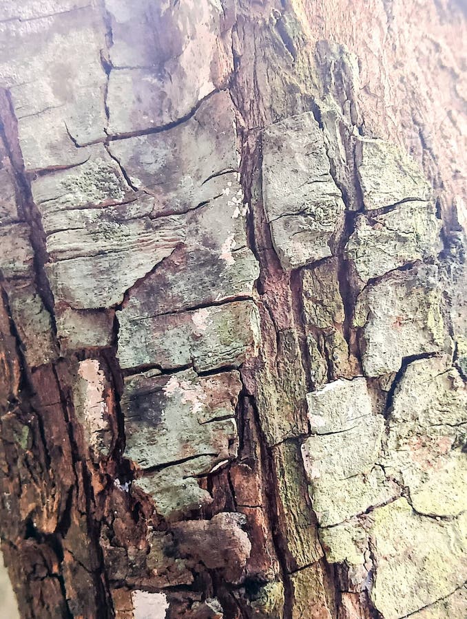 The Clearly Visible Grooves on the Tree Trunk. Stock Image - Image of ...