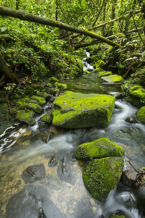 Clearwater Stream Tropical Forest Stock Photos - Free & Royalty-Free ...