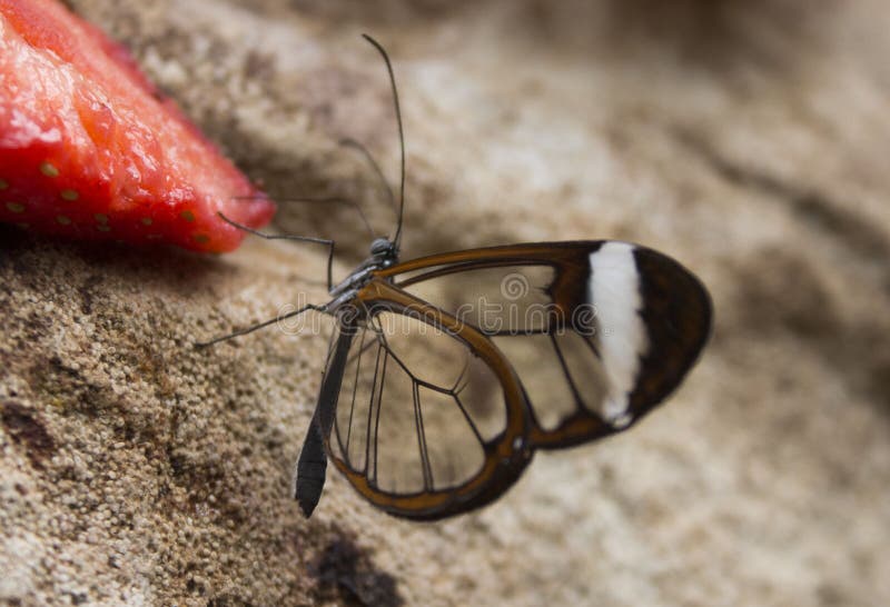 Clearwing butterfly stock image. Image of strawberry - 103596905