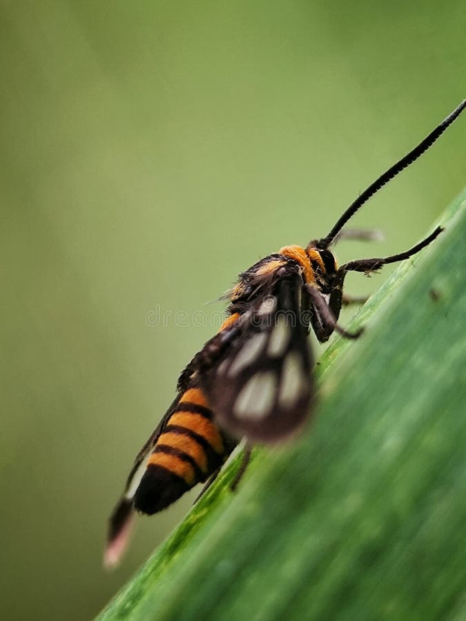 This Clearwing Moth Mimics a Wasp with Vivid Bands—an Evolution Marvel ...