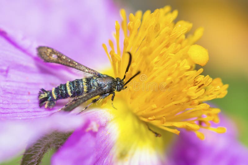 Sazonia Fenusaeformis Stock Photos - Free & Royalty-Free Stock Photos ...