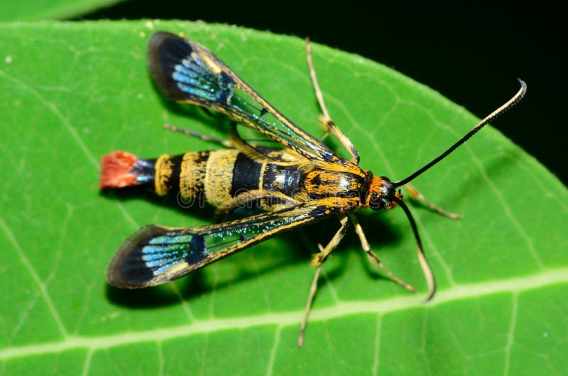Clearwing Wasp Mimic Moth stock photo. Image of butterfly - 32688226