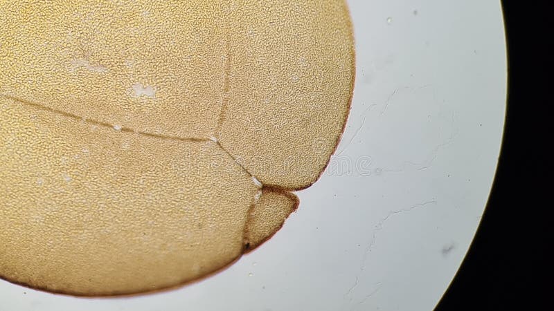 Cleavage of Frog Egg, Microscopic Photo Stock Image - Image of ...