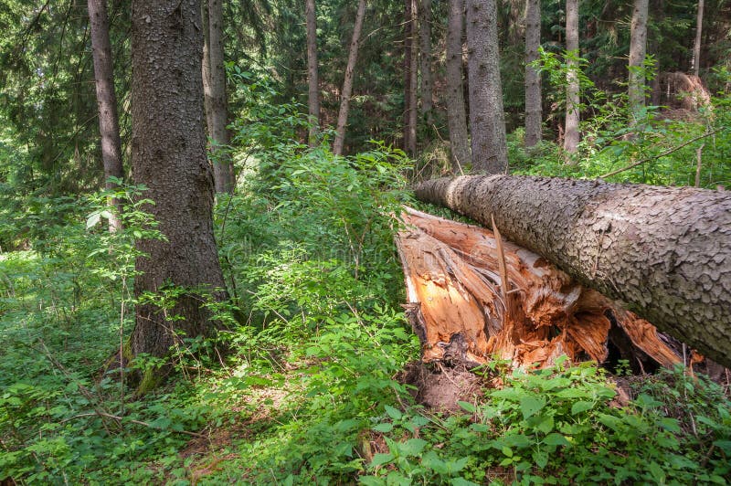 Cleaved, Fallen Pine Tree in the Forest Stock Image - Image of national ...