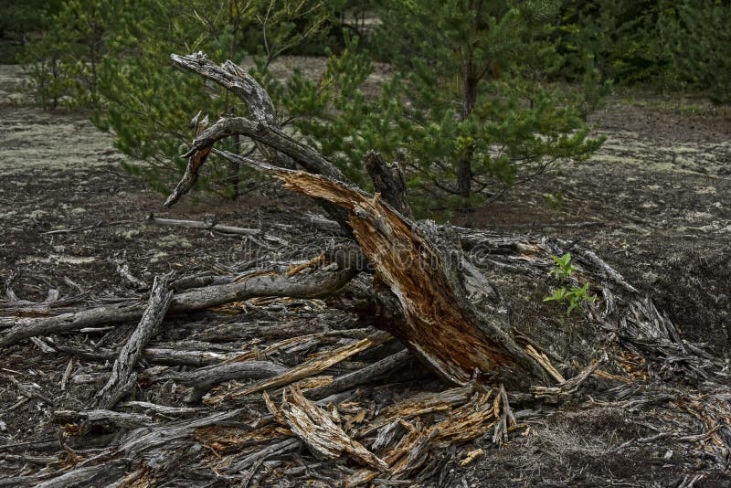 Cleaved rotten tree root stock image. Image of forest - 99201645
