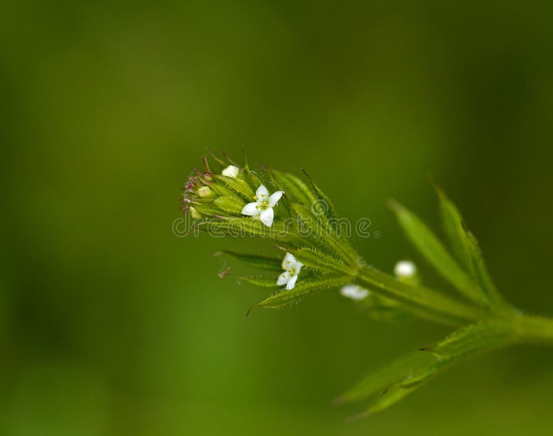 Cleavers Flowers and Leaves Stock Photo - Image of galium, annual: 19444976