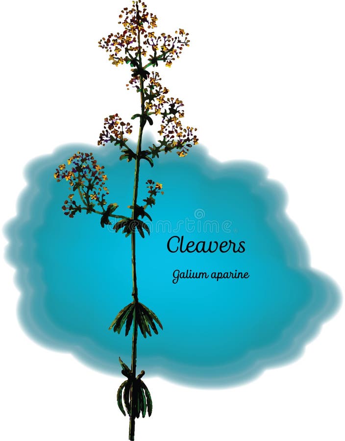 Cleavers stock vector. Illustration of botanical, flower - 62656203
