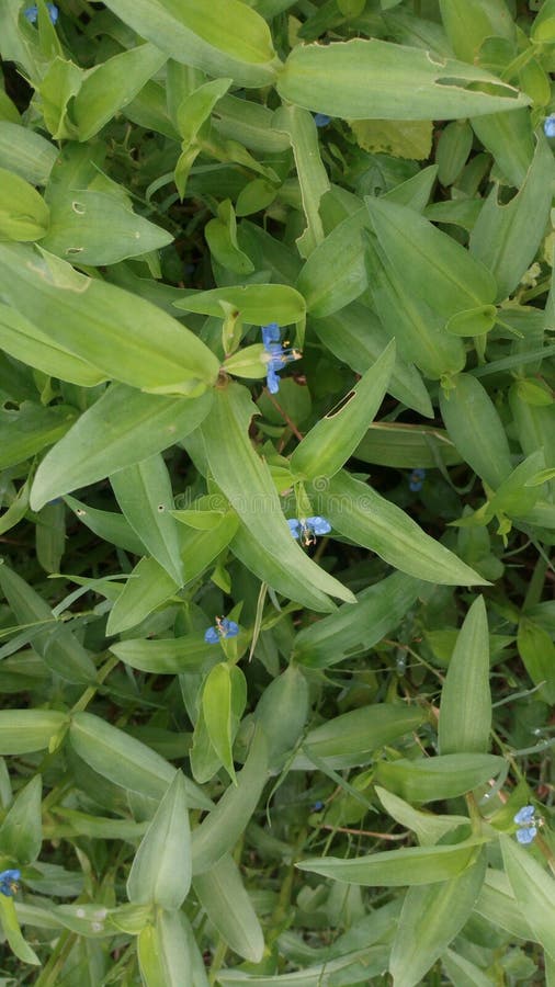 Green and stock photo. Image of nice, follower, cooling - 126796280