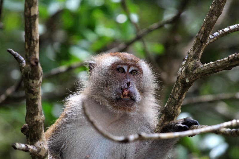 Cleft lip monkey on a tree stock image. Image of tree - 60034323