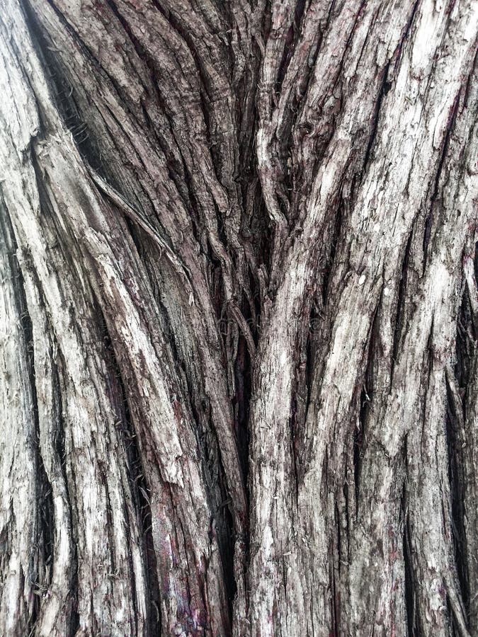 Cleft of Tree Bark stock photo. Image of tree, unique - 71646318