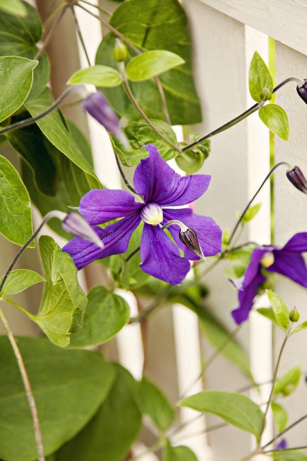 Clemátide del jardín foto de archivo. Imagen de ornamental - 32714546