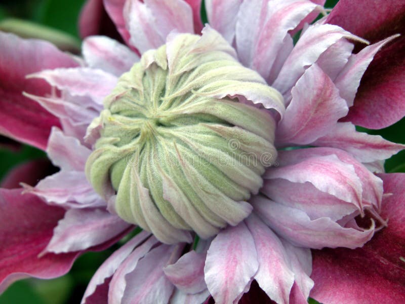 Clematis_1 stock image. Image of striped, pink, unique - 826269