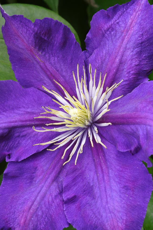 Clematis_1 stock image. Image of striped, pink, unique - 826269