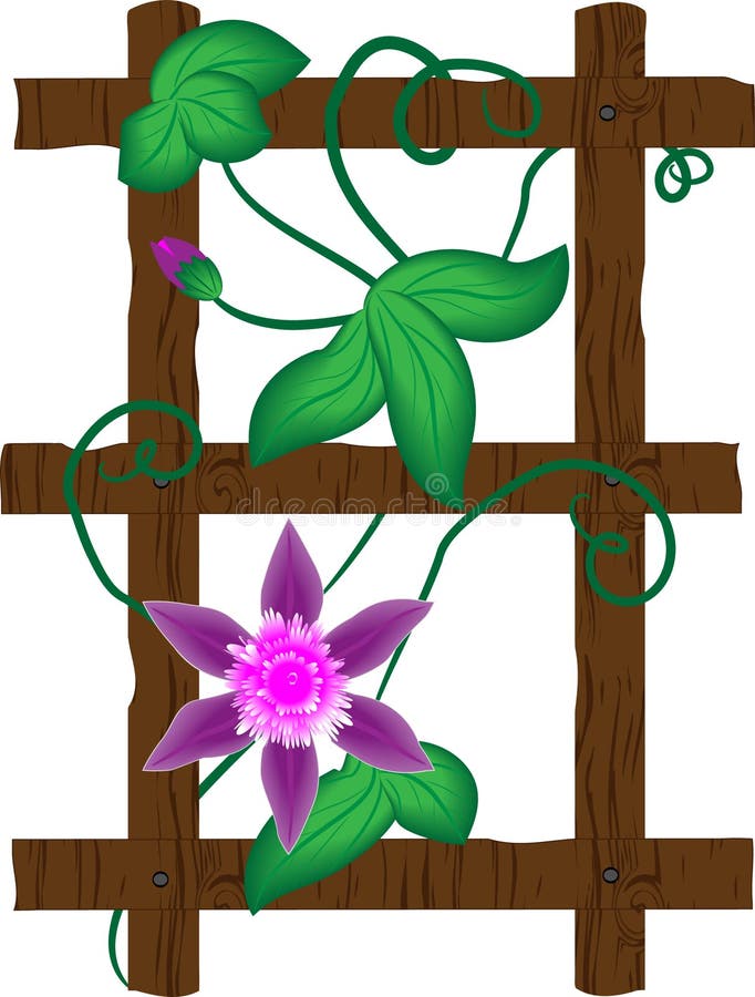 Clematis stock vector. Illustration of support, vector - 18854035