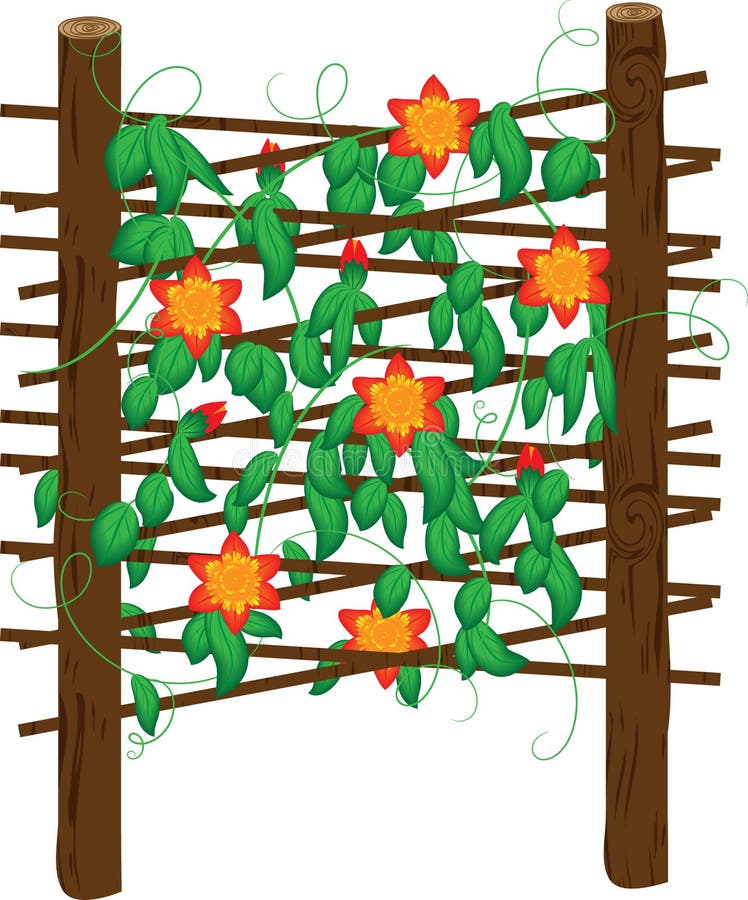 Clematis stock vector. Illustration of beautiful, curling - 18854303