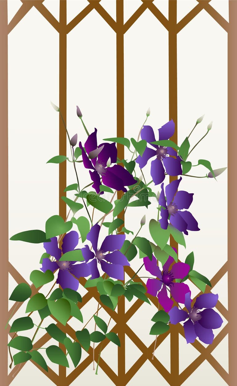 Clematis Stock Illustrations – 5,919 Clematis Stock Illustrations ...
