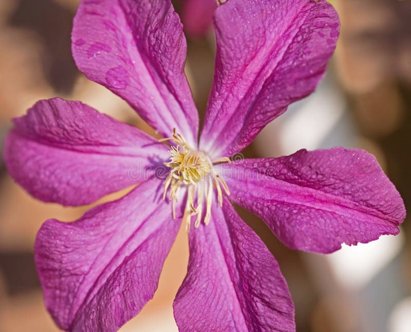 Japanese Clematis Flower stock image. Image of clematis - 47168733