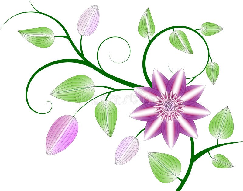 Clematis Stock Illustrations – 5,919 Clematis Stock Illustrations ...