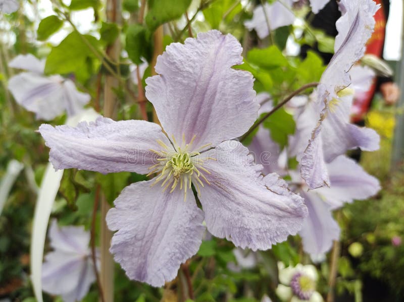Clematis Blue Angel stock image. Image of nature, flower - 287946077