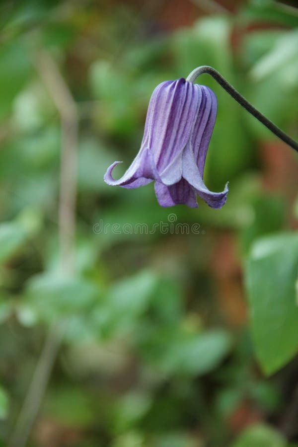 Clematis stock photo. Image of beauty, magical, gardening - 98465036