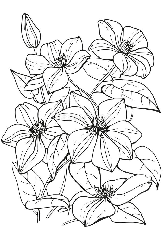 Clematis Botanical Illustration in Vector Stock Vector - Illustration ...