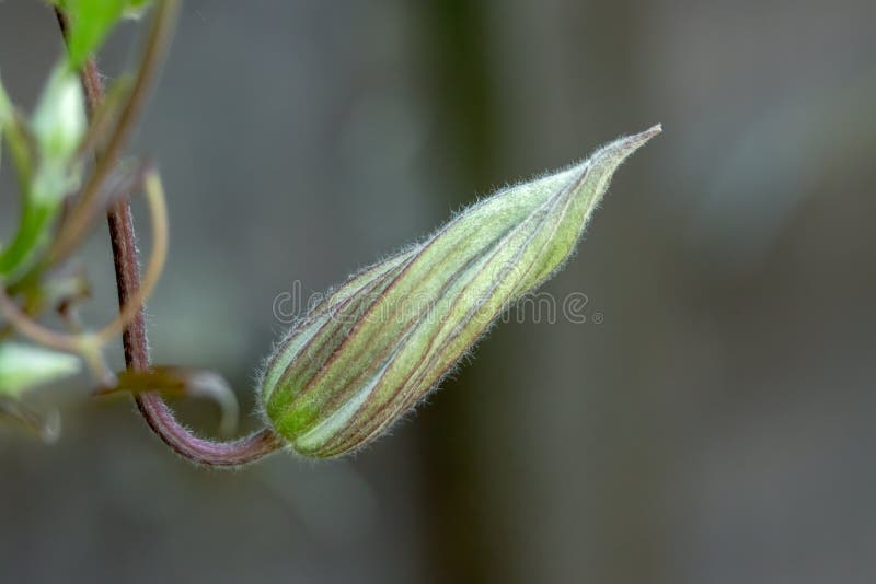 Clematis Bud about To Bloom in Summertime Stock Image - Image of season ...